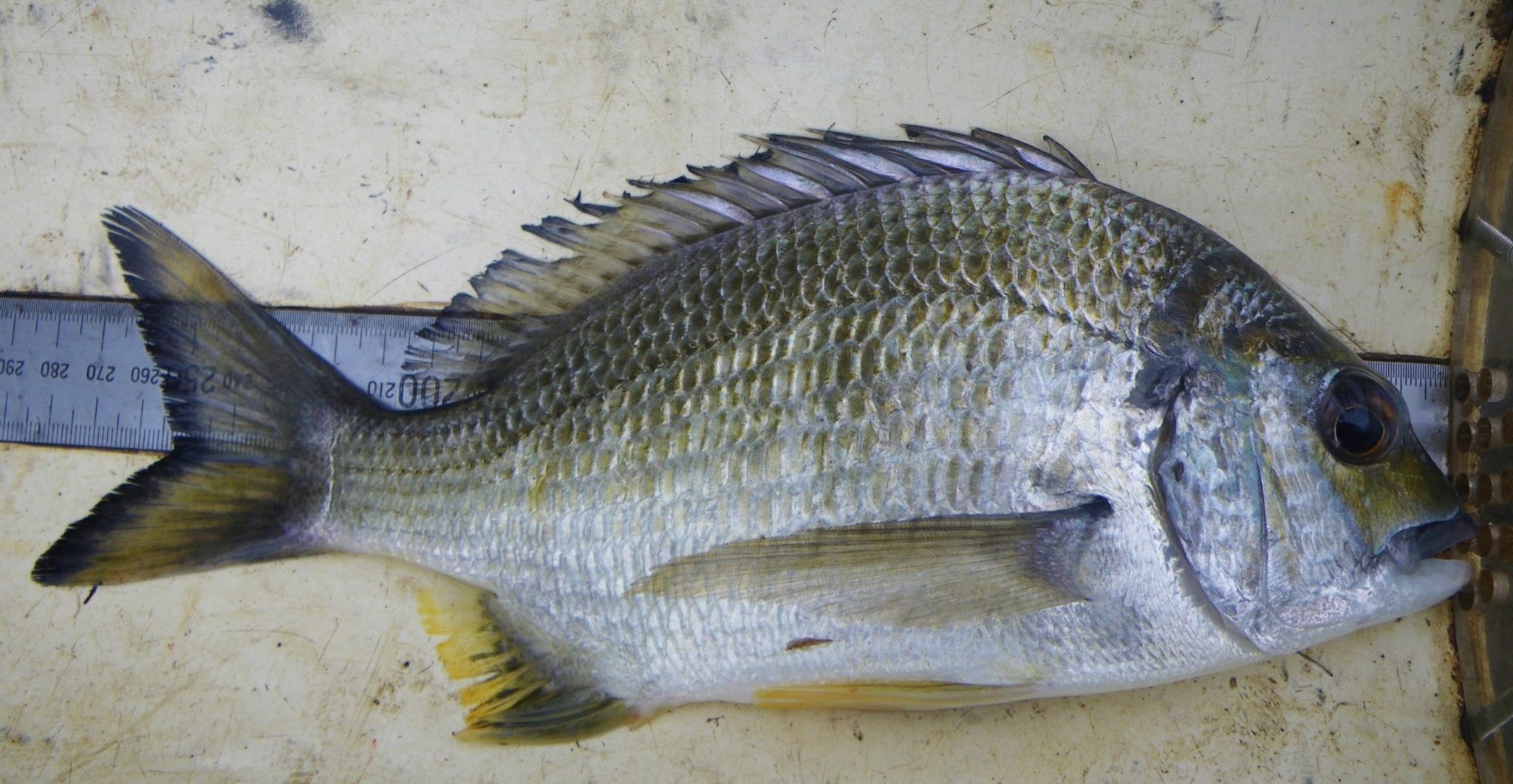 Bremer River (Berrys Weir) rock ramp fishway - Catchment Solutions