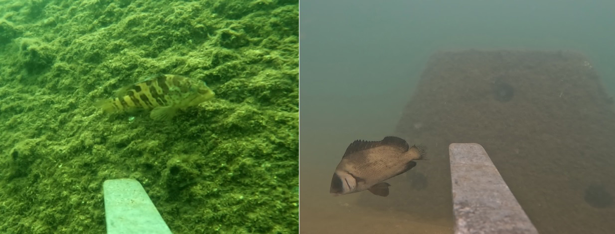 Thriving Fish Habitats: Reef Bommie Modules Enhance Pioneer River Fish ...