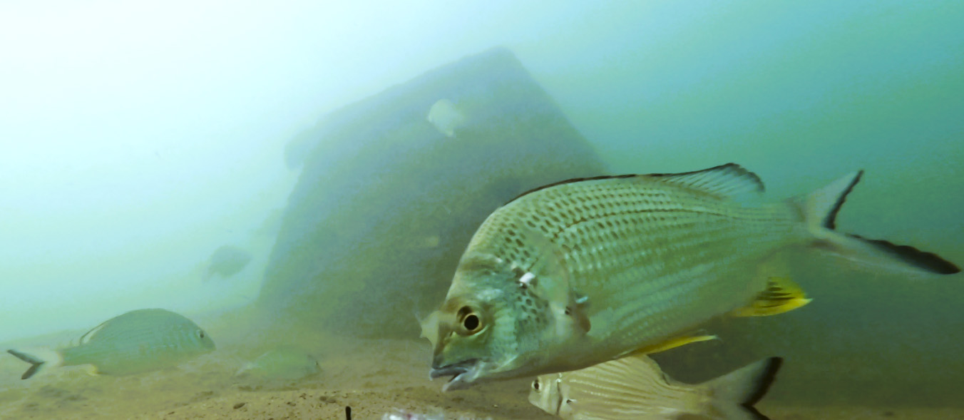 Thriving Fish Habitats: Reef Bommie Modules Enhance Pioneer River Fish ...